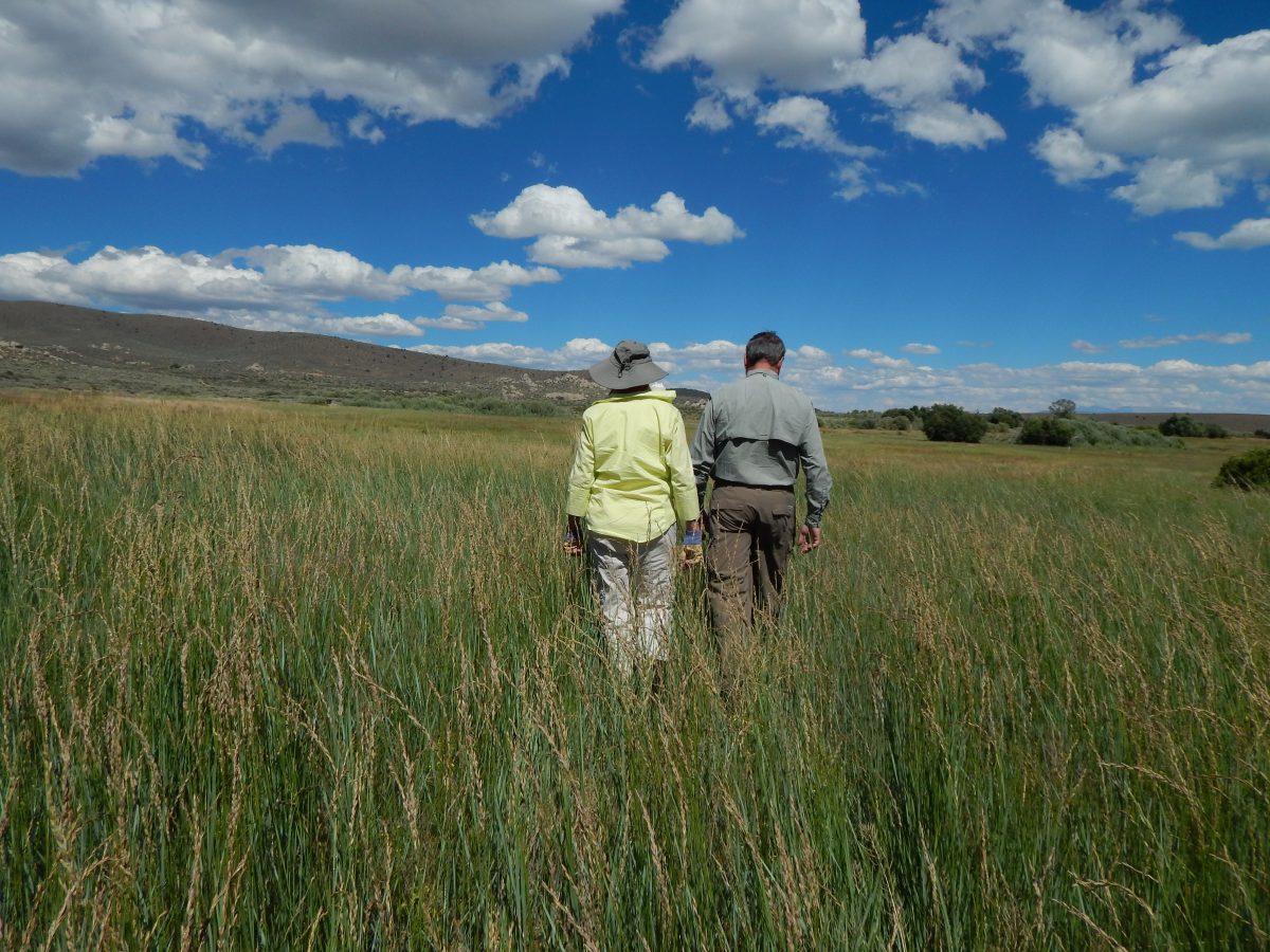 Volunteer Stewardship Day 1 at Conway Ranch - Eastern Sierra Land Trust