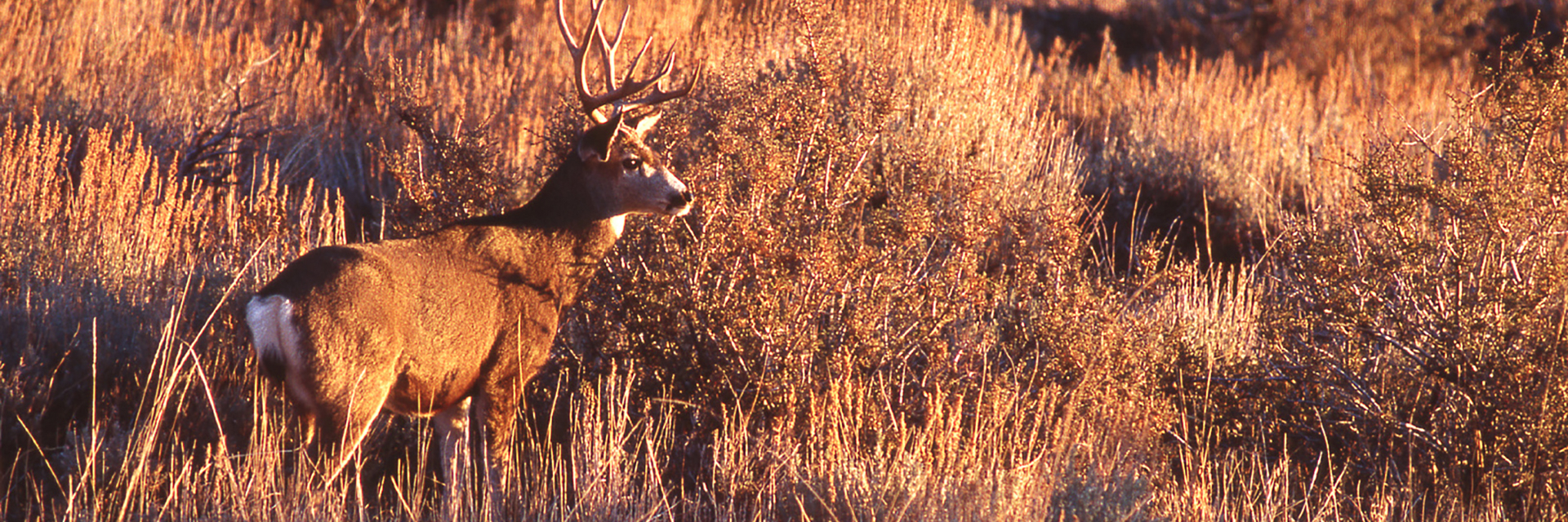 Ingram Conservation Easement - Eastern Sierra Land Trust