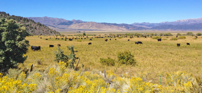 Now Protected Forever: Sceirine Point Ranch - Eastern Sierra Land Trust