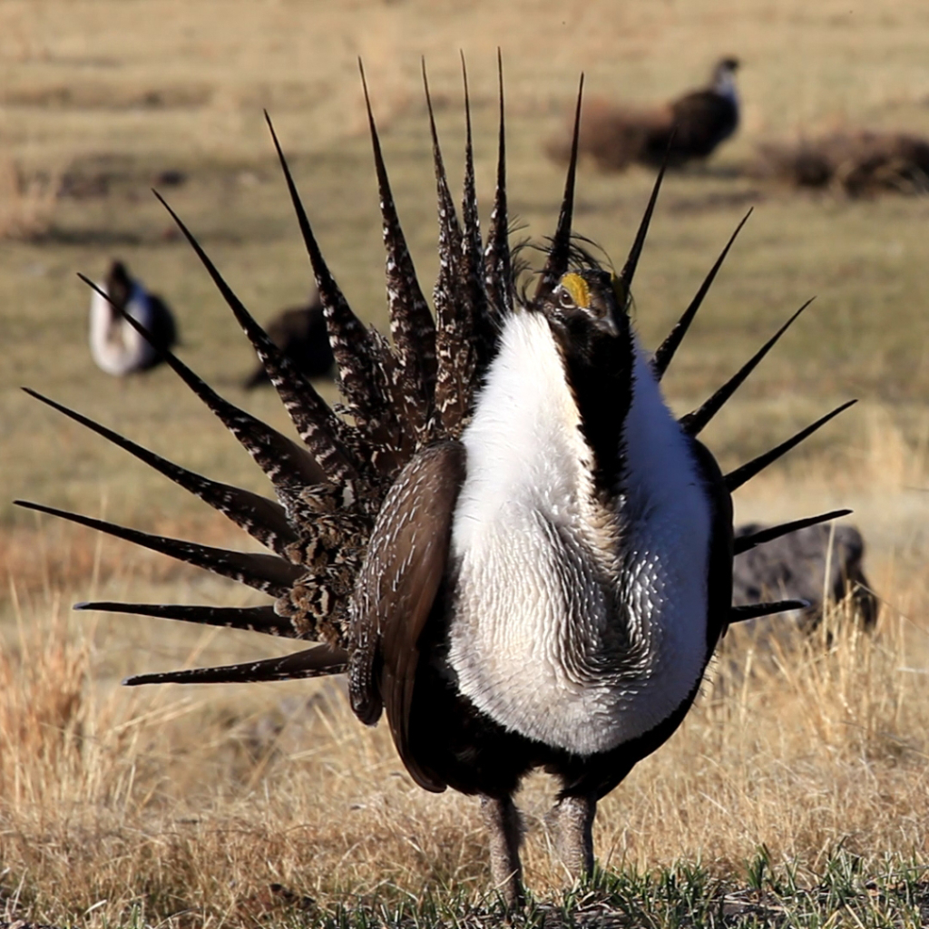 Protected Forever - Mormon Meadows in Bodie Hills - Eastern Sierra Land ...