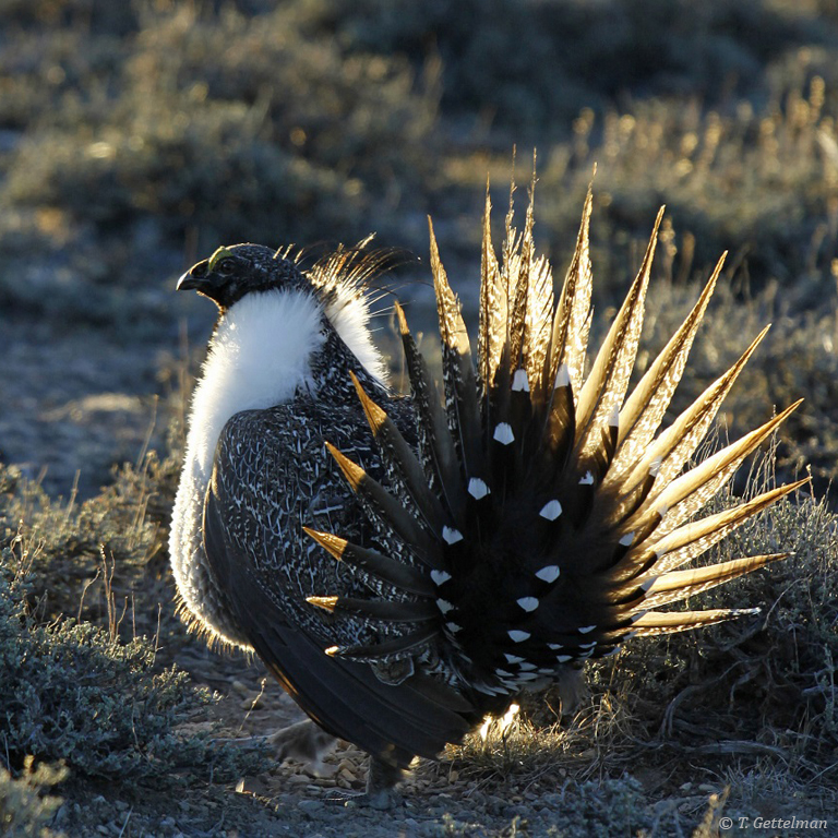 Protected Forever - Mormon Meadows in Bodie Hills - Eastern Sierra Land ...