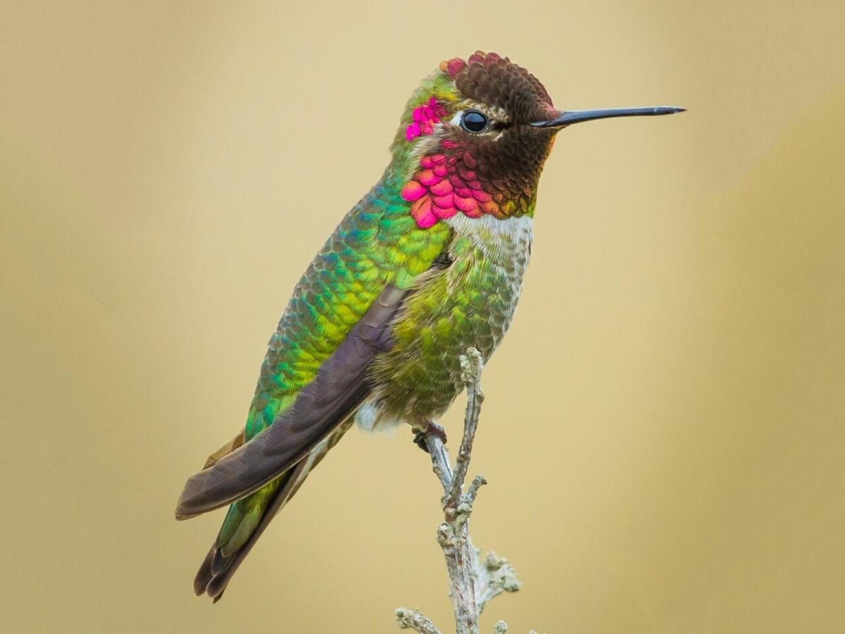 National Pollinator Week Day 5: Hummingbirds - Eastern Sierra Land Trust