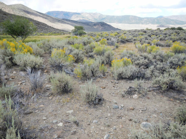 Centennial Point Ranch Conservation Easement - ESLT